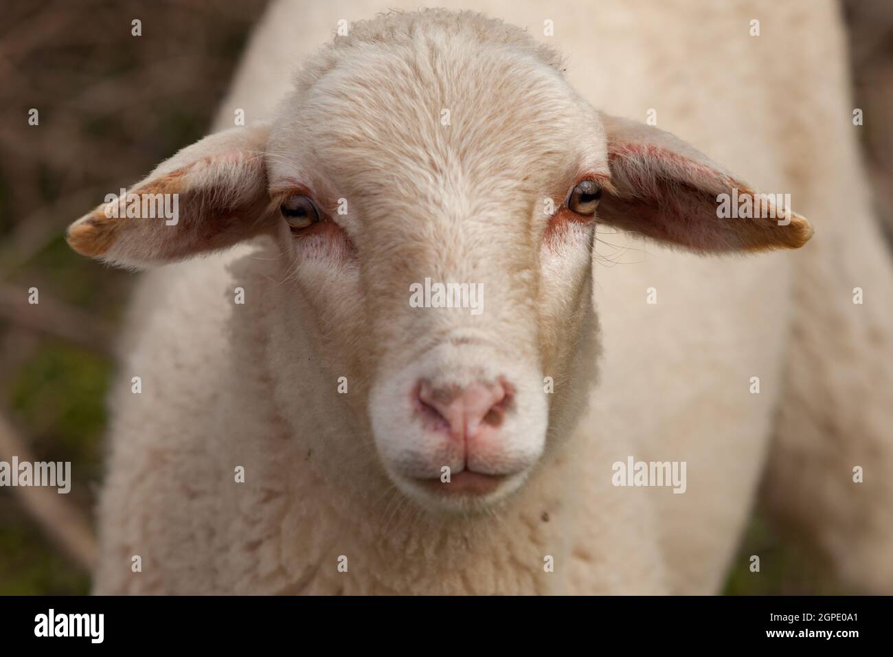 Nice sheep grazing in the meadow with green grass Stock Photo - Alamy