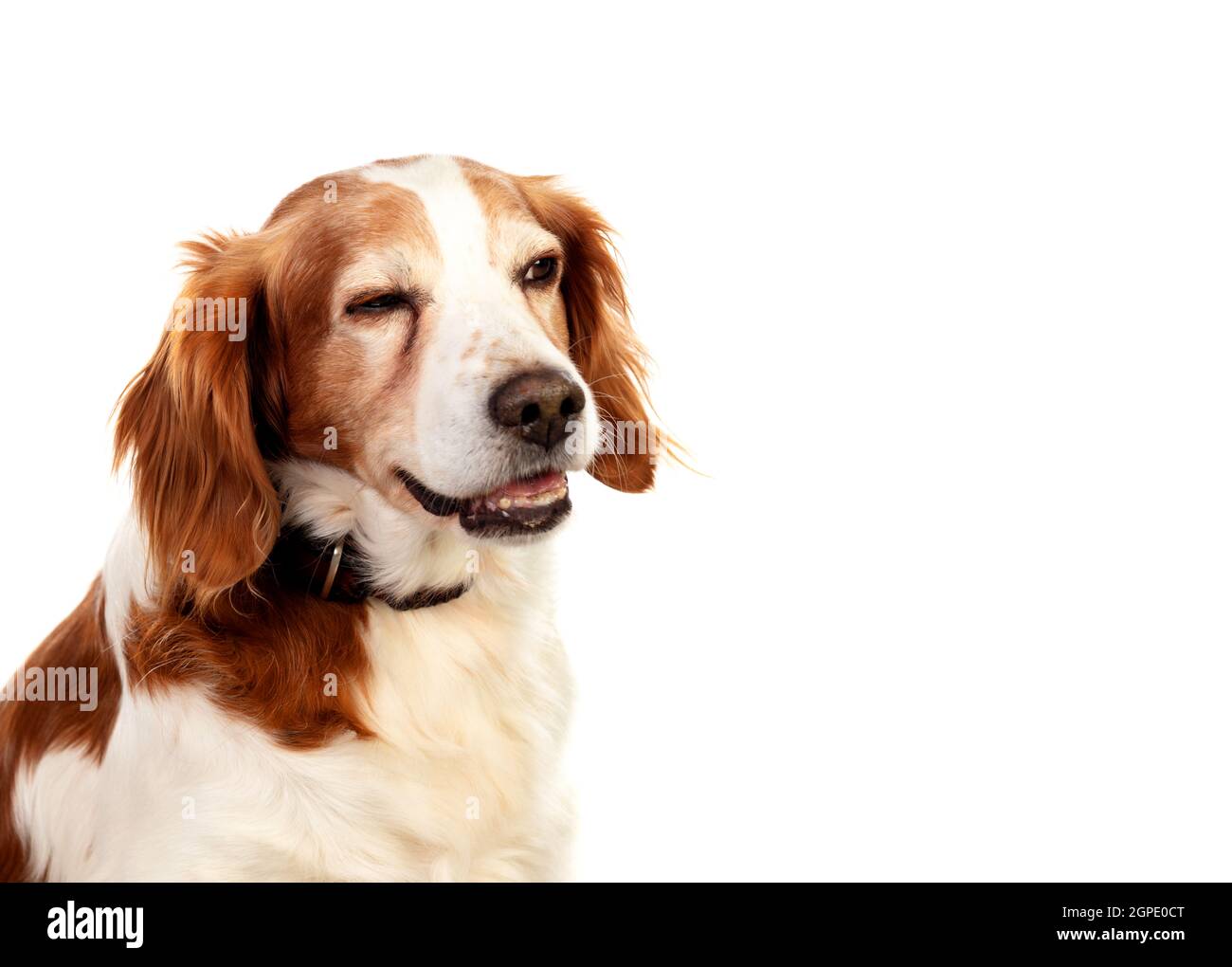 Beautiful portraits of a dog isolated on a white background Stock Photo ...