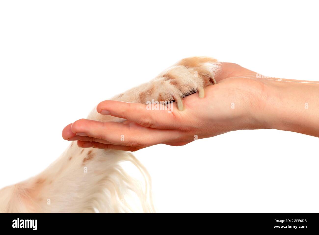 Friendship between a dog and its owner isolated on a white background ...