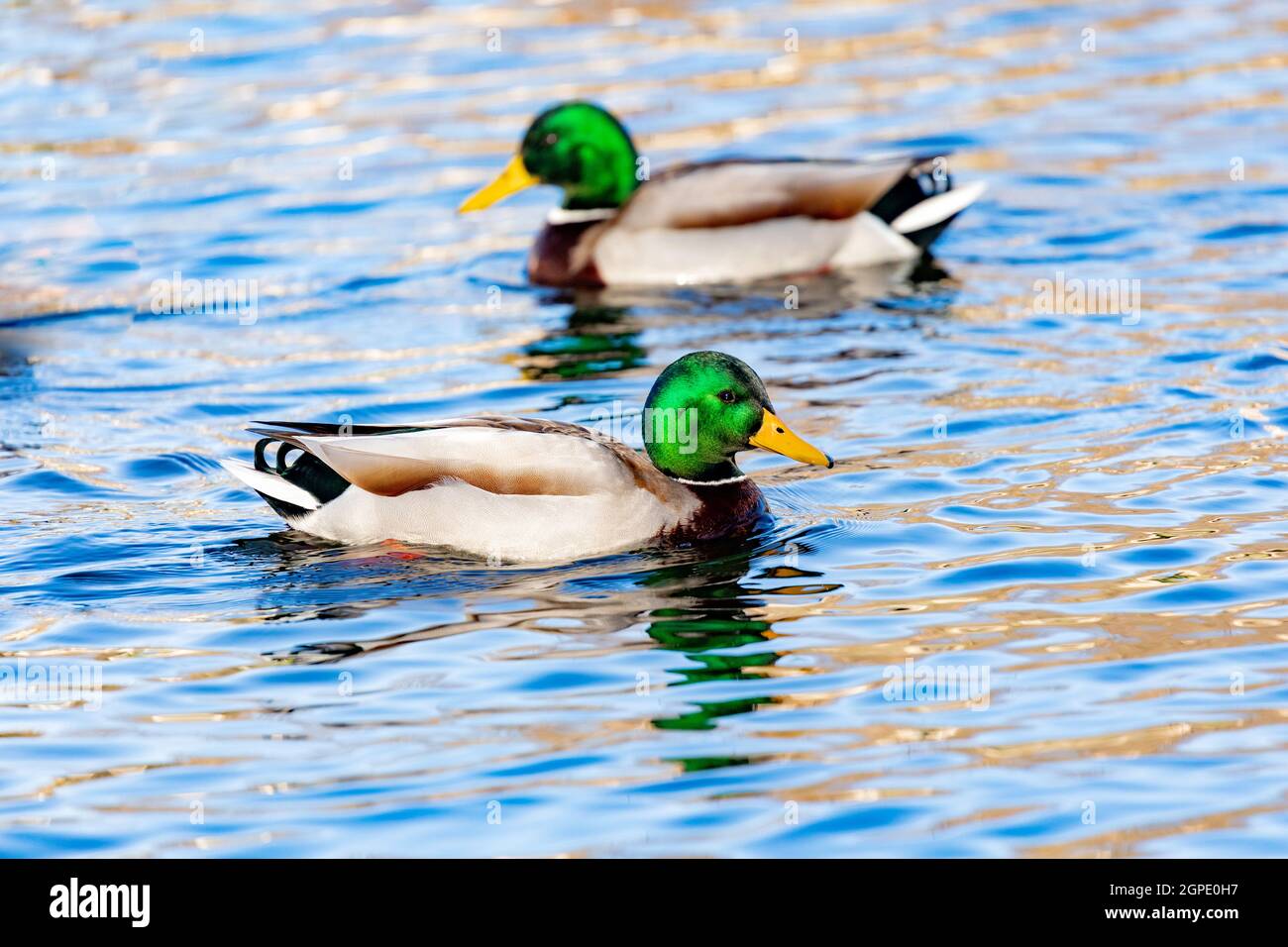 Beautiful ducks swimming in a river Stock Photo - Alamy