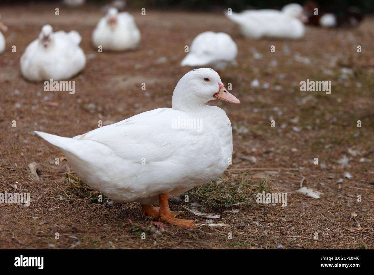 White duck walking hi-res stock photography and images - Alamy