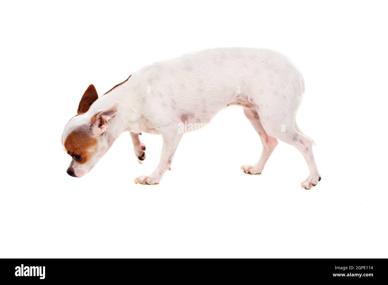 Small dog isolated on a white background Stock Photo - Alamy