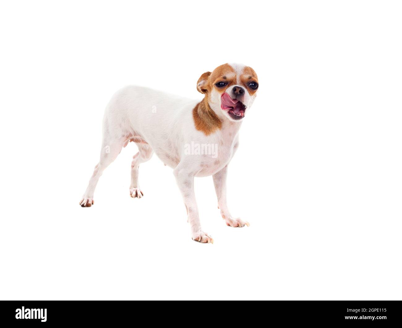 Small dog isolated on a white background Stock Photo - Alamy