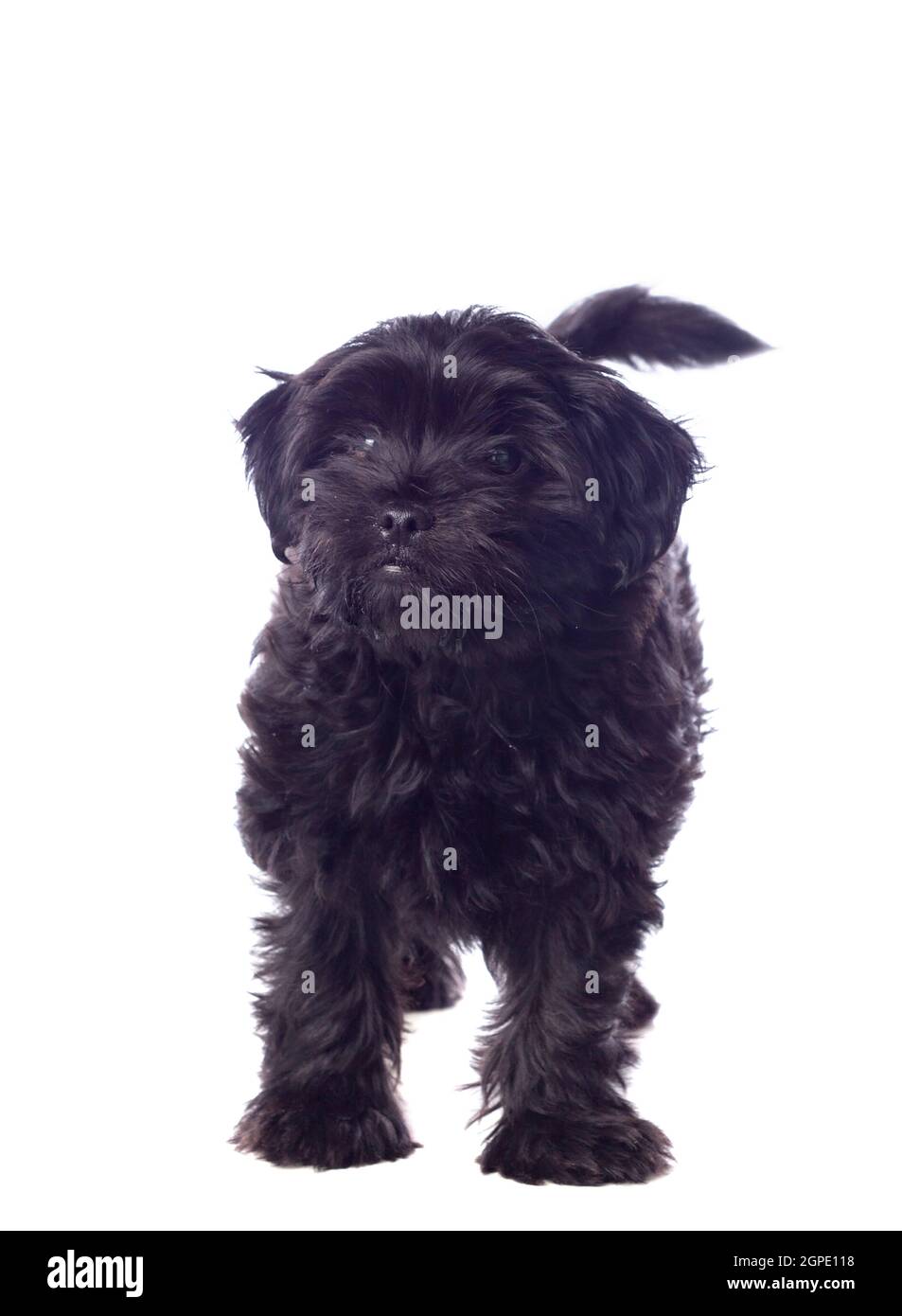 Beautiful Black Pekingese Dog Isolated On a White Background Stock ...