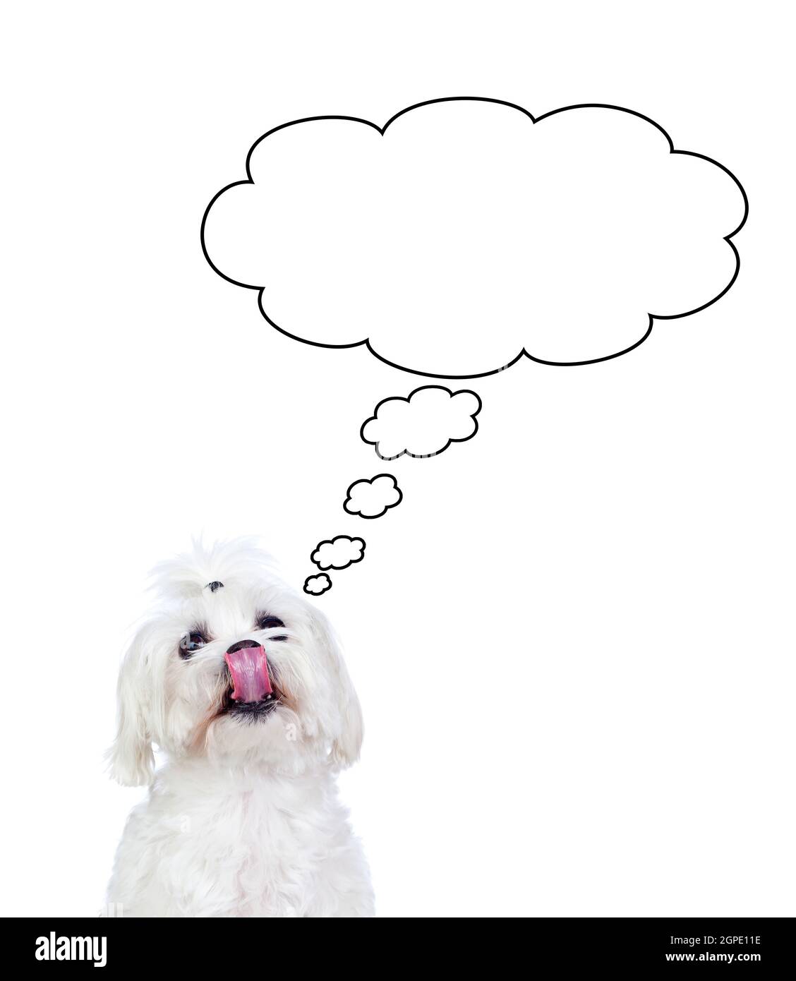 Portratit of a white dog with a pigtail Maltese bichon Stock Photo - Alamy