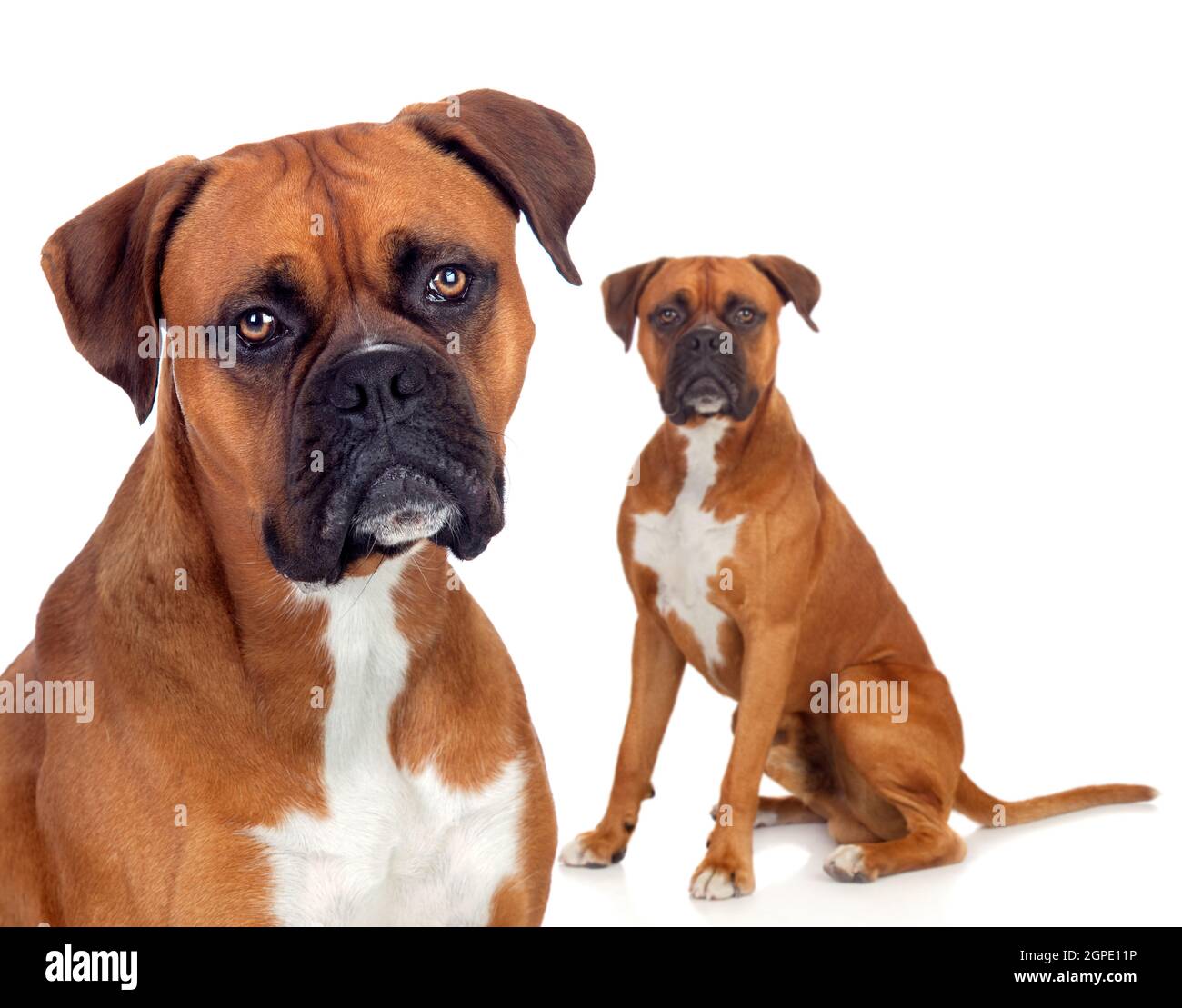 Boxer dogs face hi-res stock photography and images - Alamy