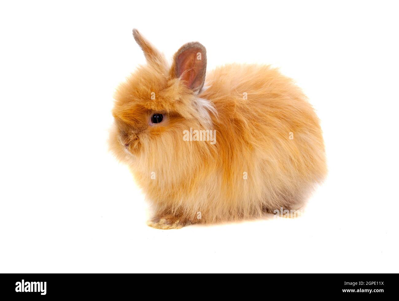 Beautiful brown rabbit toy with long and soft hair isolated on a white ...