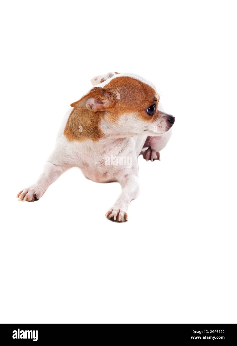 Small dog isolated on a white background Stock Photo - Alamy