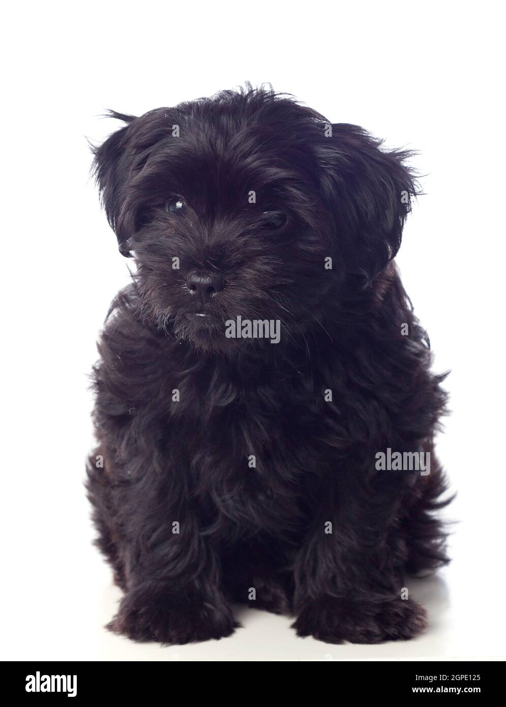 Beautiful Black Pekingese Dog Isolated On a White Background Stock ...