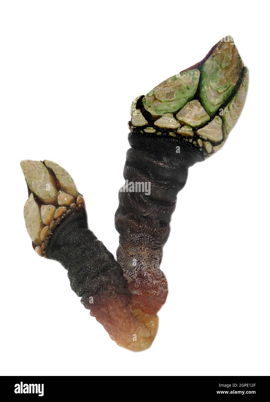 Barnacle isolated on white background. Seafoods Stock Photo - Alamy