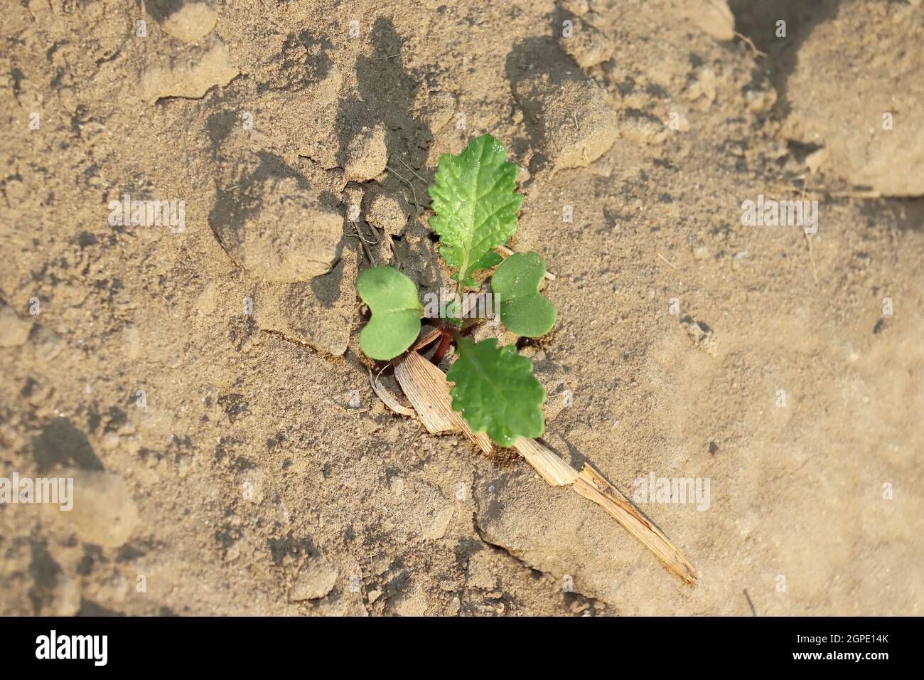 Close-up Organic hybrid variety of Thai small mustard plant growing ...