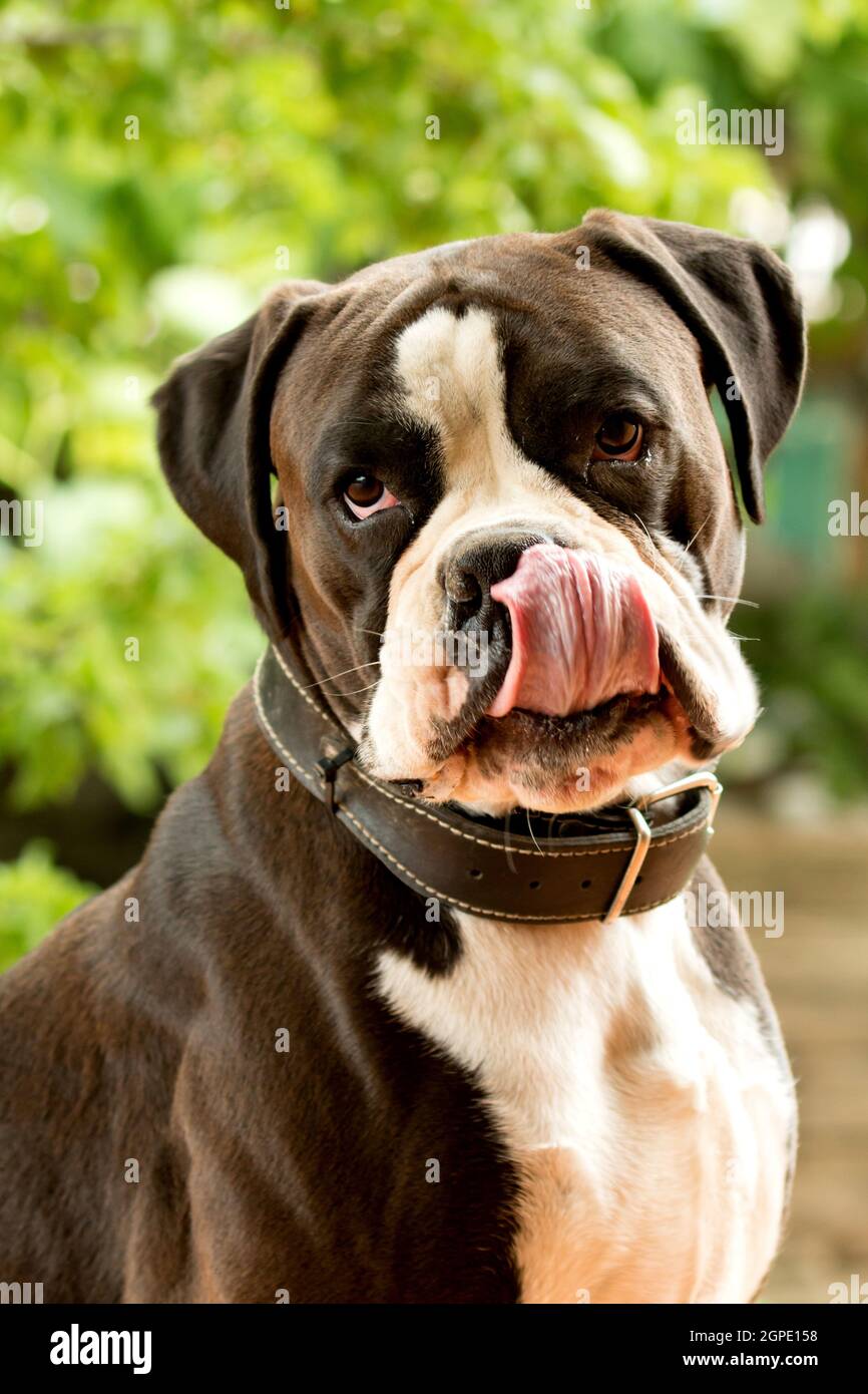 White And Brown Boxer Mix