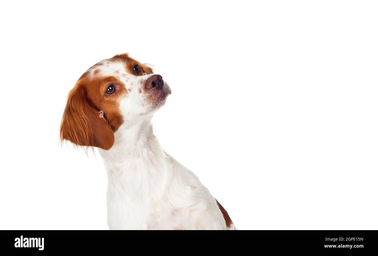 Beautiful Spaniel Breton dog isolated on a white background Stock Photo - Alamy