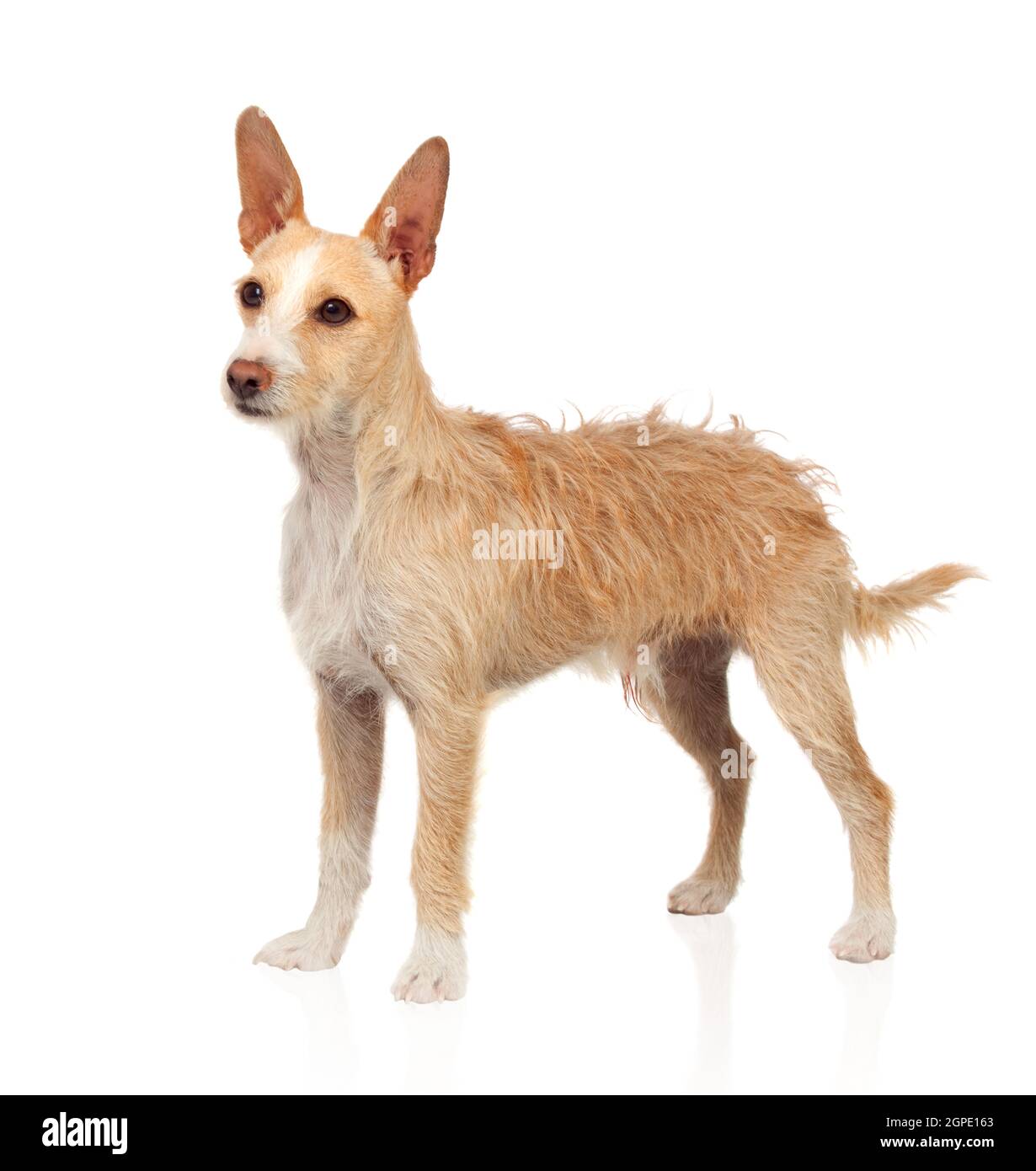 Beautiful small dog isolated on a white background Stock Photo - Alamy