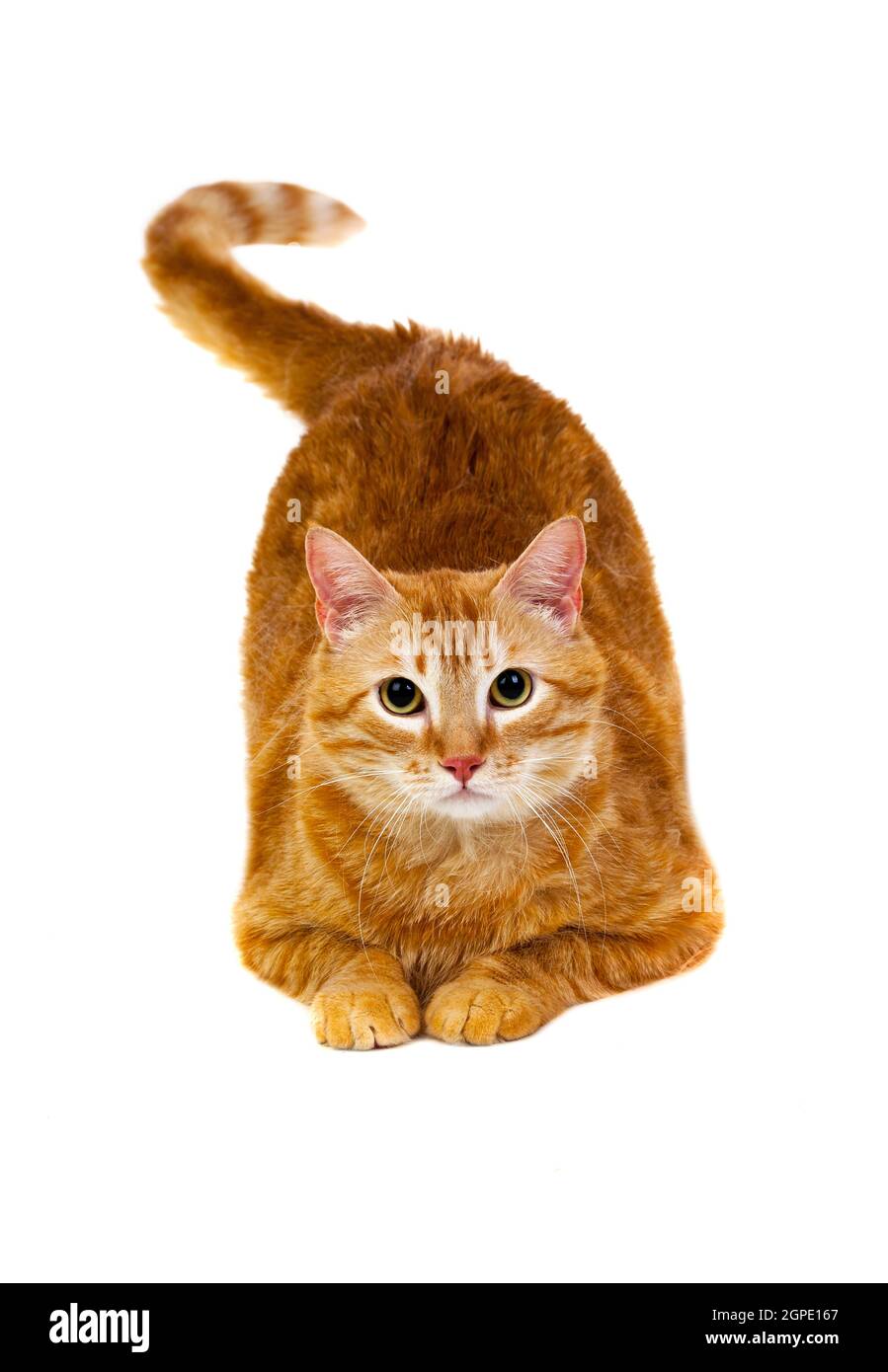 Adult red cat with overweigh isolated on a white background Stock Photo ...