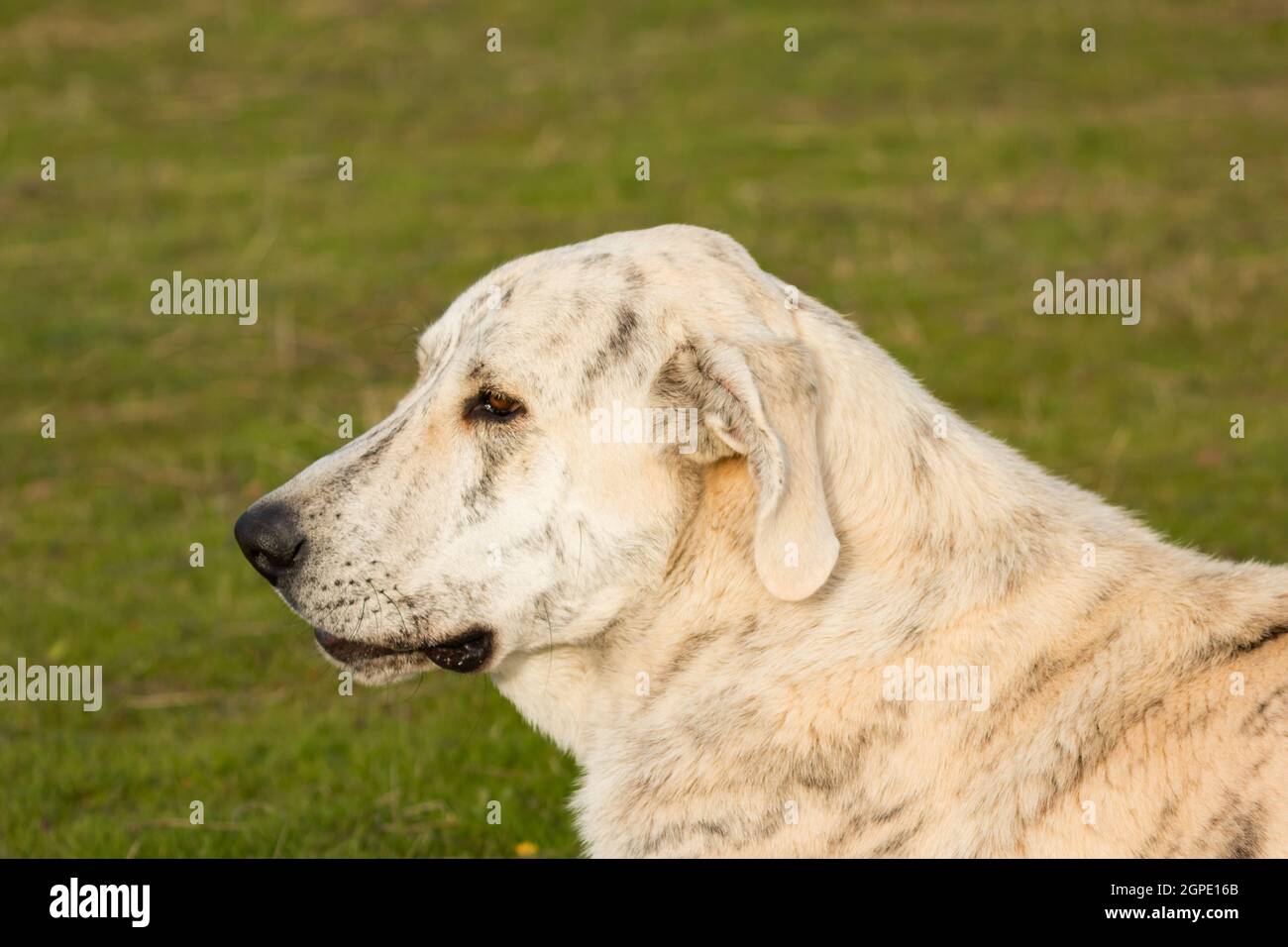 Big white labrador dog in the grass of the field Stock Photo - Alamy