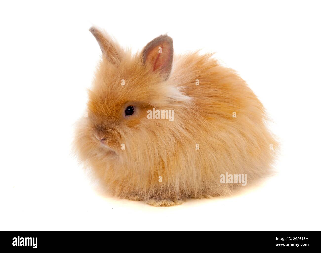 Beautiful brown rabbit toy with long and soft hair isolated on a white ...