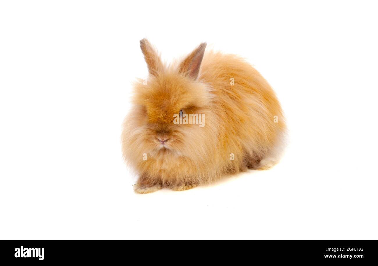 Beautiful brown rabbit toy with long and soft hair isolated on a white ...