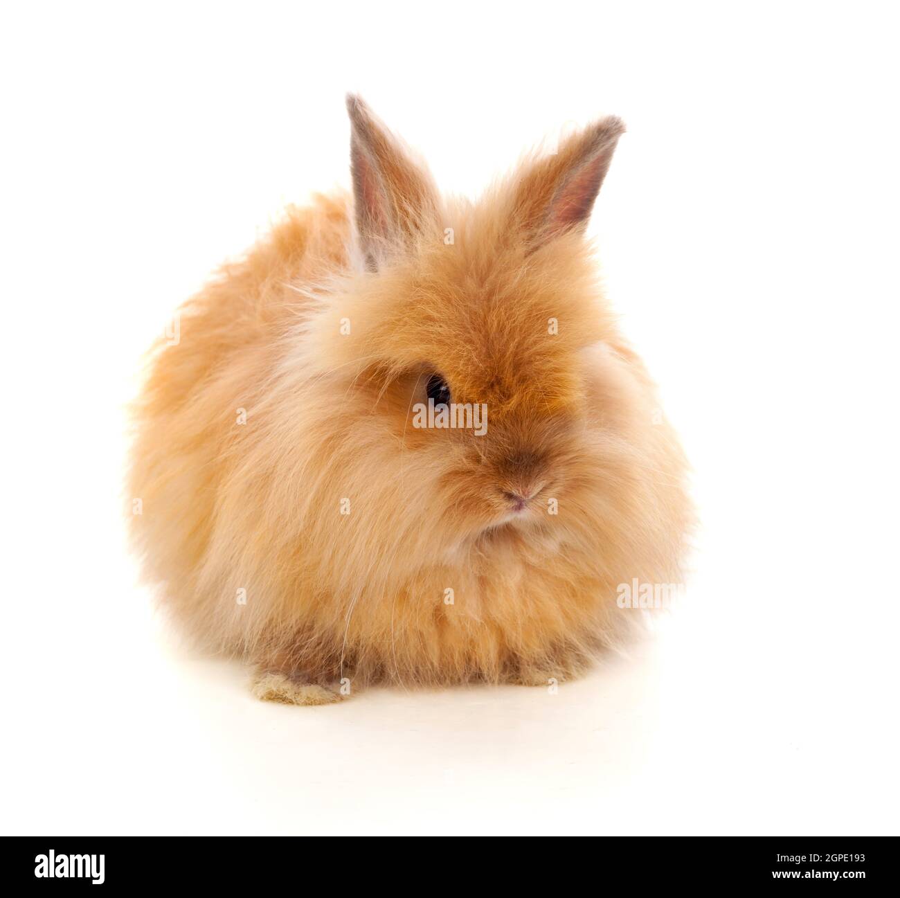 Beautiful brown rabbit toy with long and soft hair isolated on a white ...