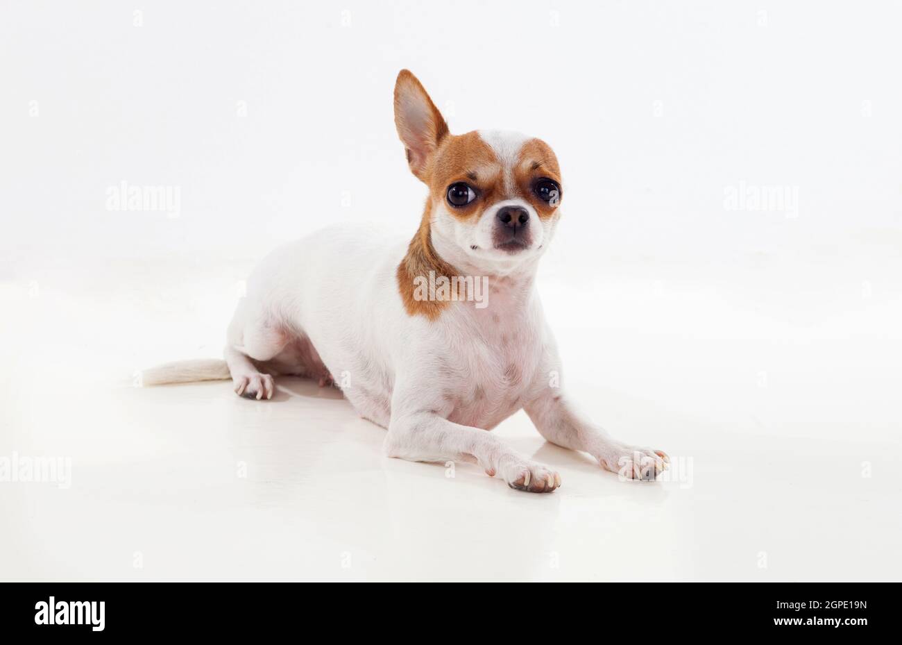 Small dog isolated on a white background Stock Photo - Alamy
