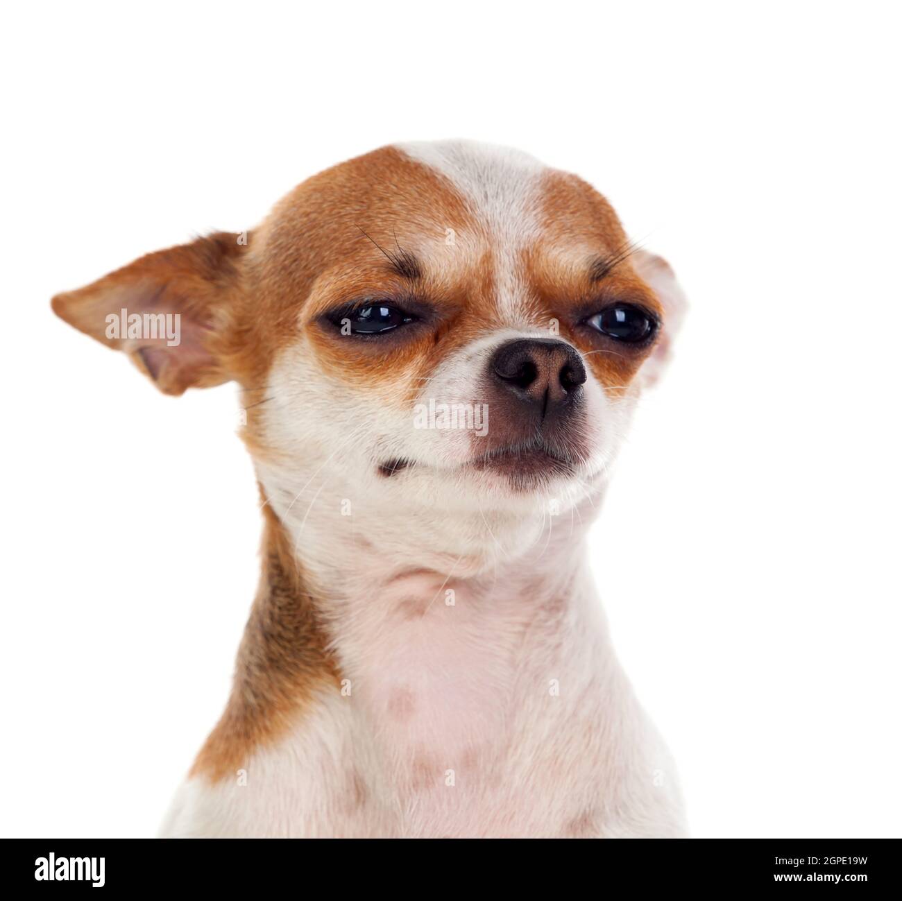 Small dog isolated on a white background Stock Photo - Alamy