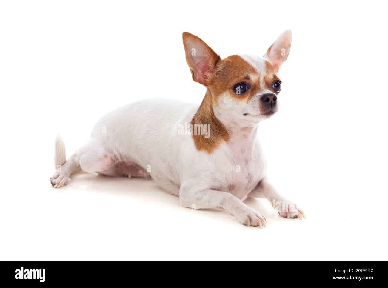 Small dog isolated on a white background Stock Photo - Alamy