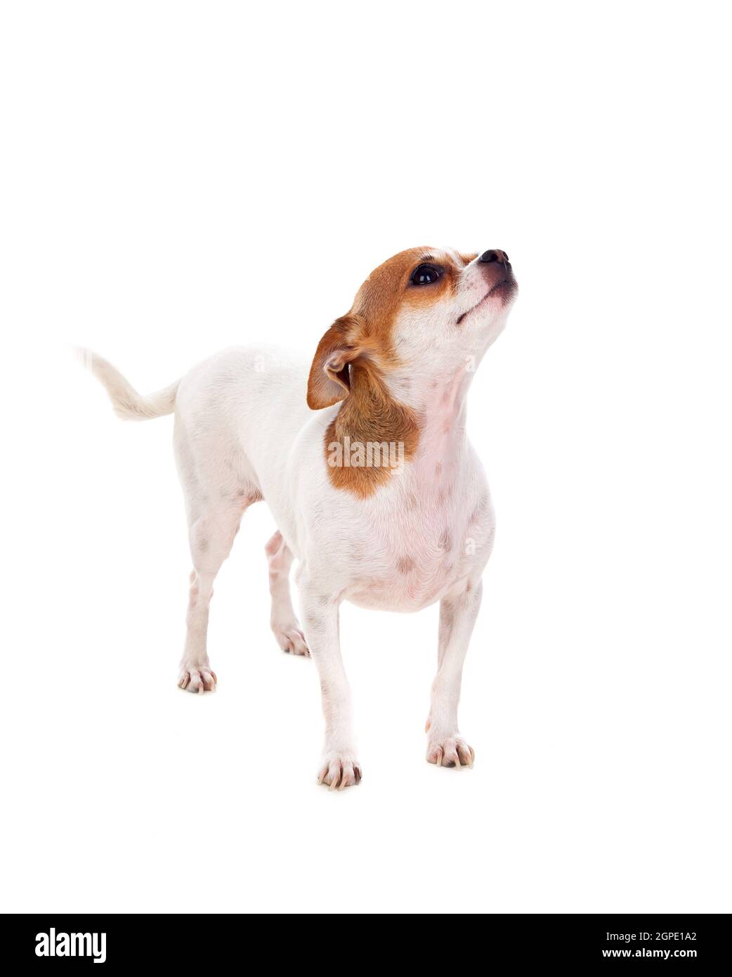 Beautiful small dog isolated on a white background Stock Photo - Alamy