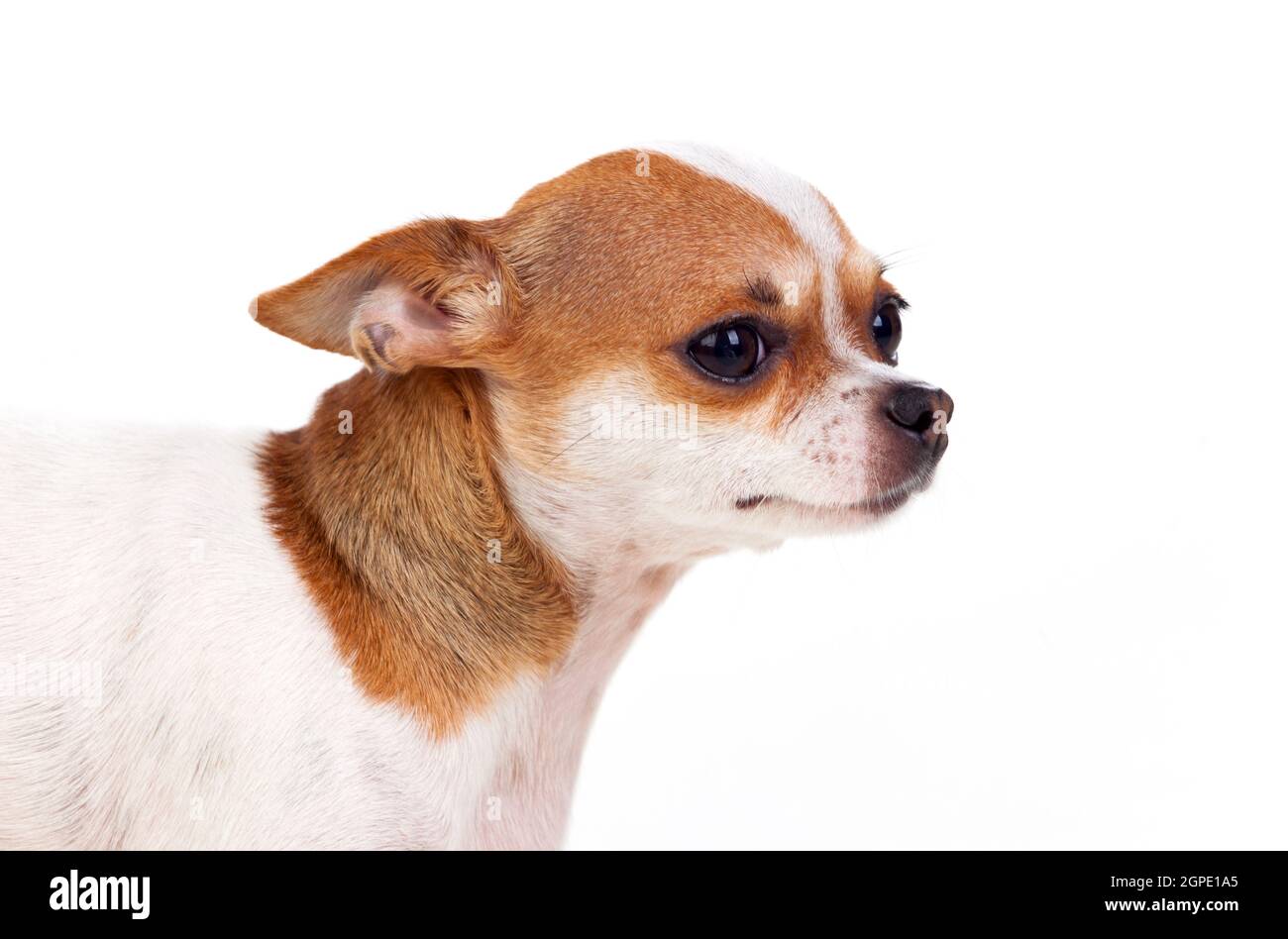 Small dog isolated on a white background Stock Photo - Alamy