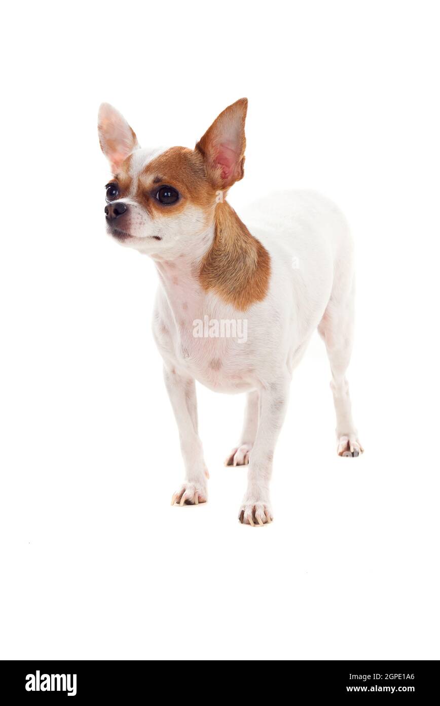 Cute small toy bed Cut Out Stock Images & Pictures - Alamy