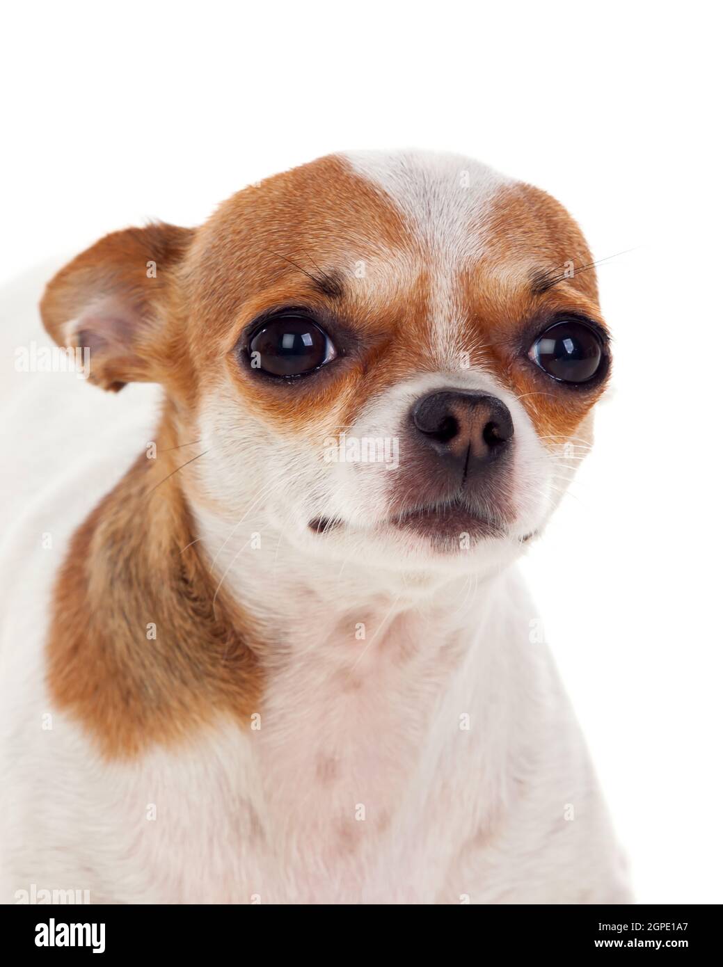 Beautiful small dog isolated on a white background Stock Photo - Alamy