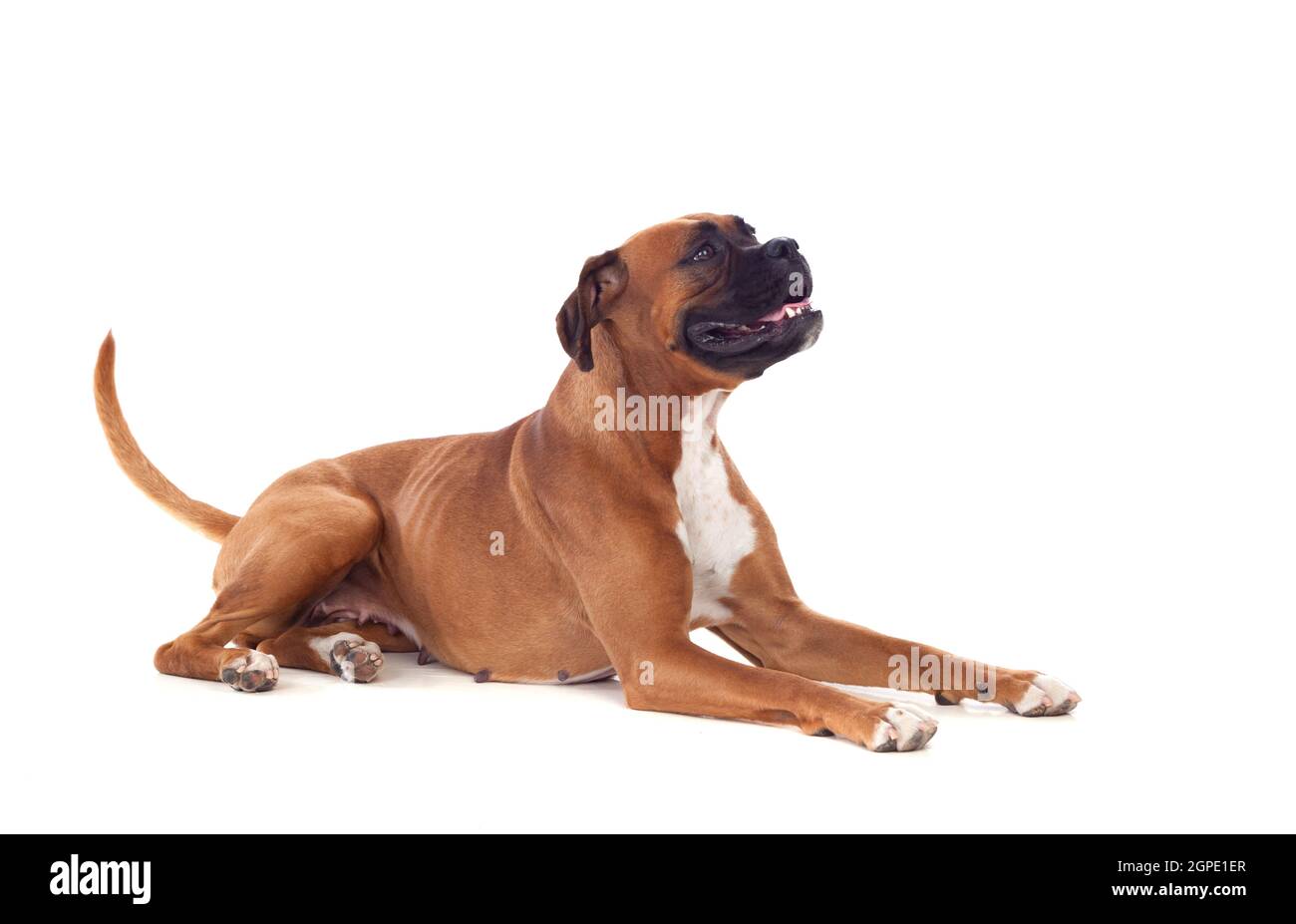 Beautiful boxer dog isolated on a white background Stock Photo - Alamy