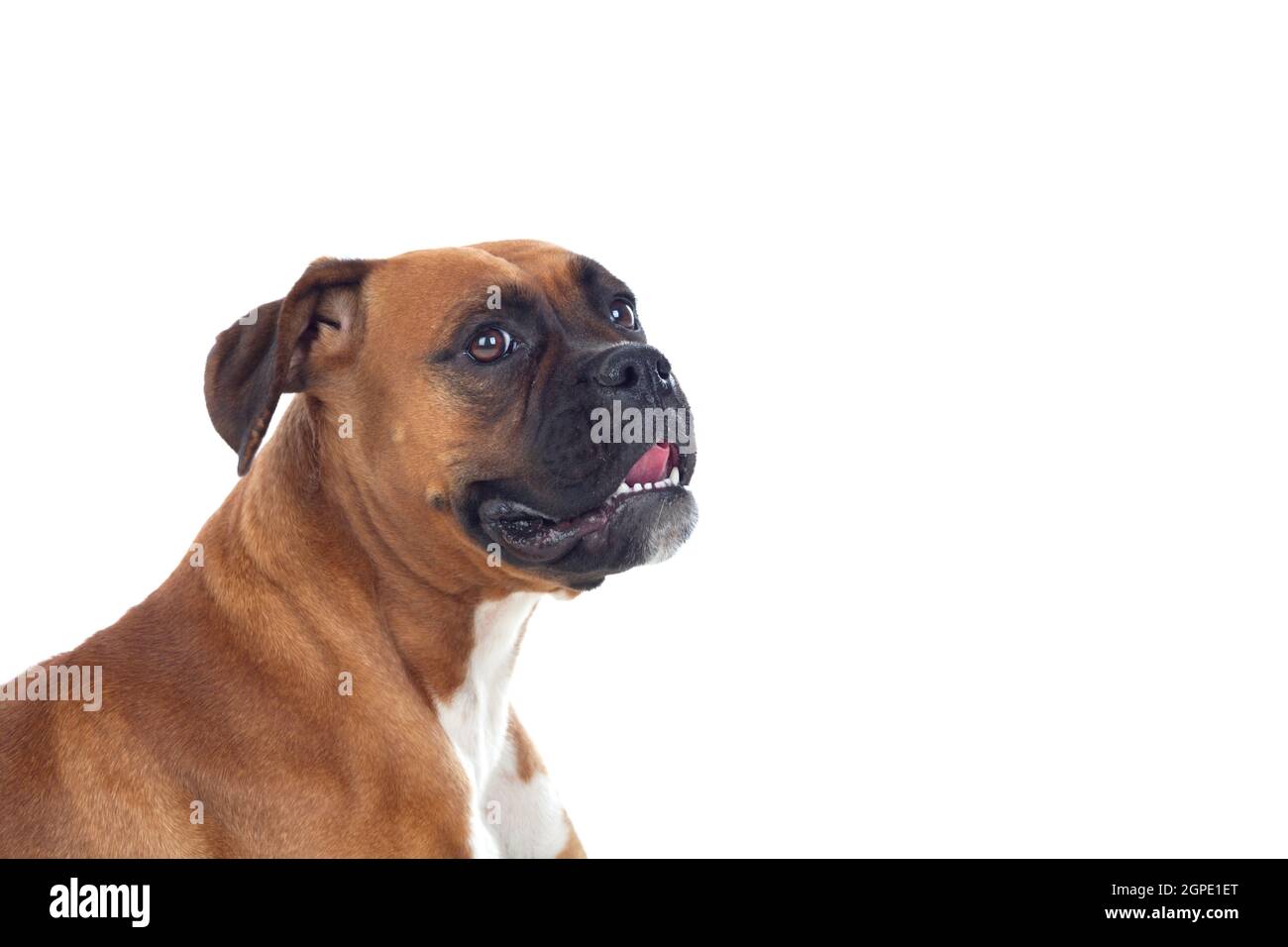 Beautiful boxer dog isolated on a white background Stock Photo - Alamy