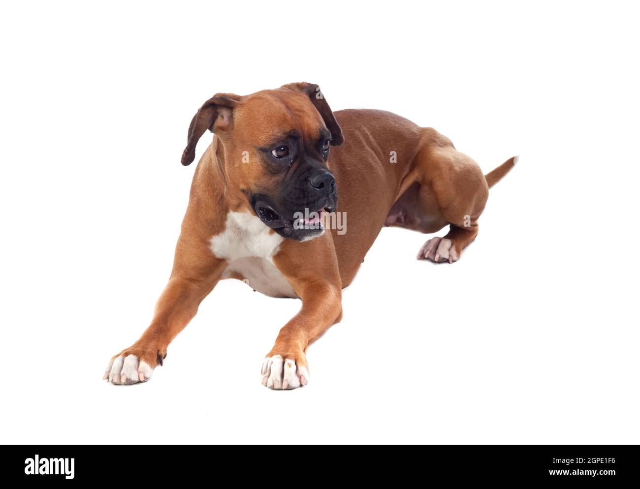 Beautiful boxer dog isolated on a white background Stock Photo - Alamy