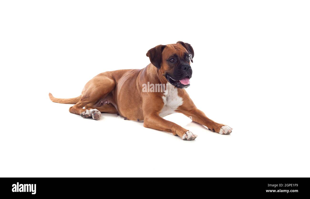 Beautiful boxer dog isolated on a white background Stock Photo - Alamy