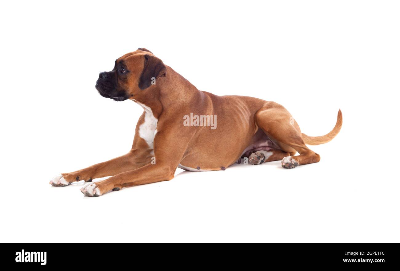 Beautiful boxer dog isolated on a white background Stock Photo - Alamy