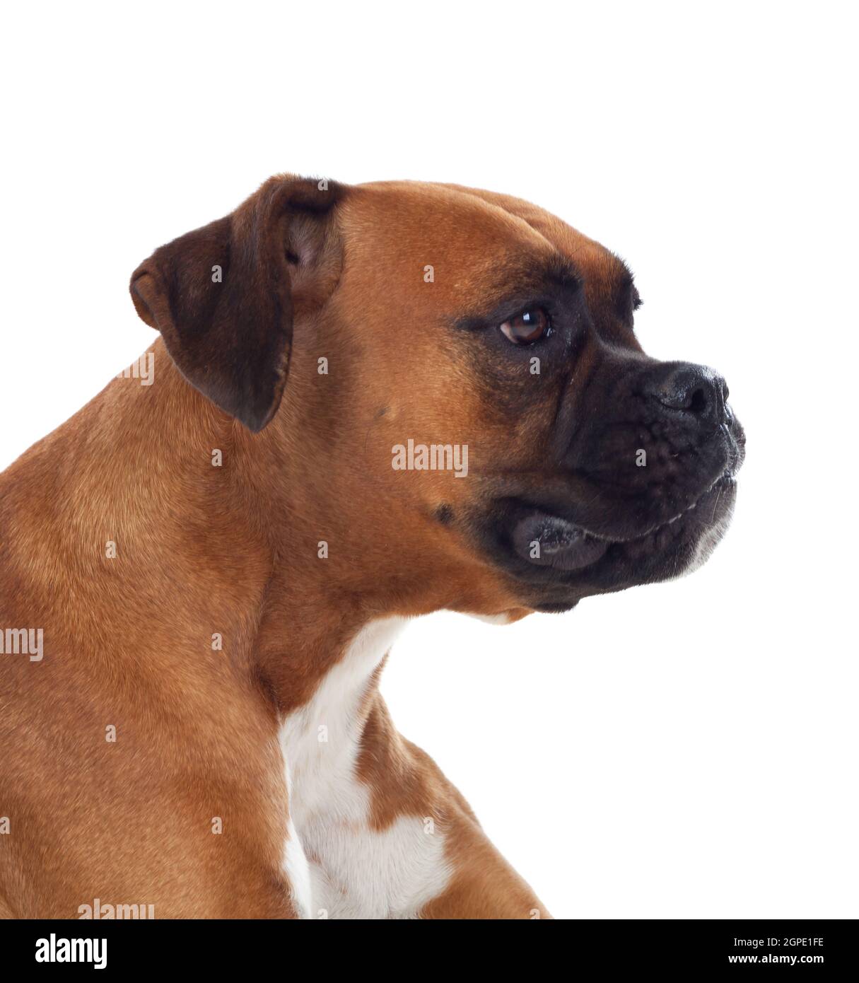 Beautiful boxer dog isolated on a white background Stock Photo - Alamy