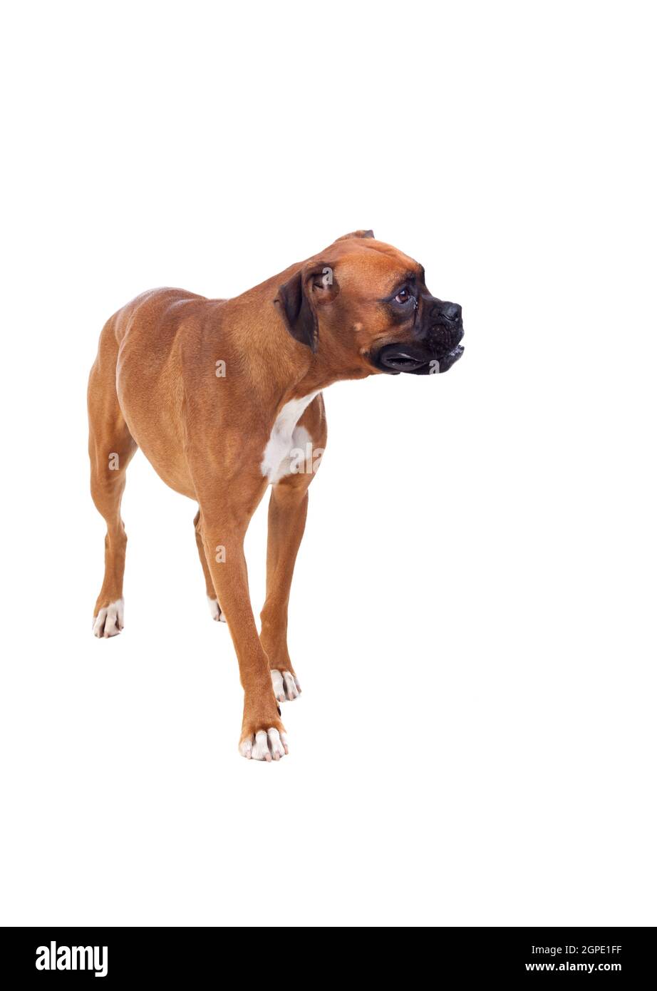 Beautiful boxer dog isolated on a white background Stock Photo - Alamy