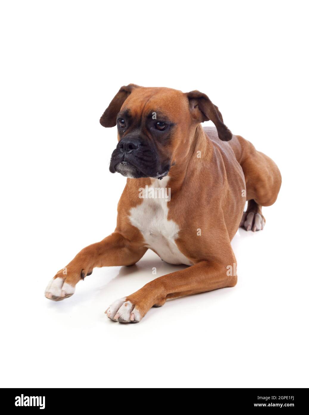 Beautiful boxer dog isolated on a white background Stock Photo - Alamy