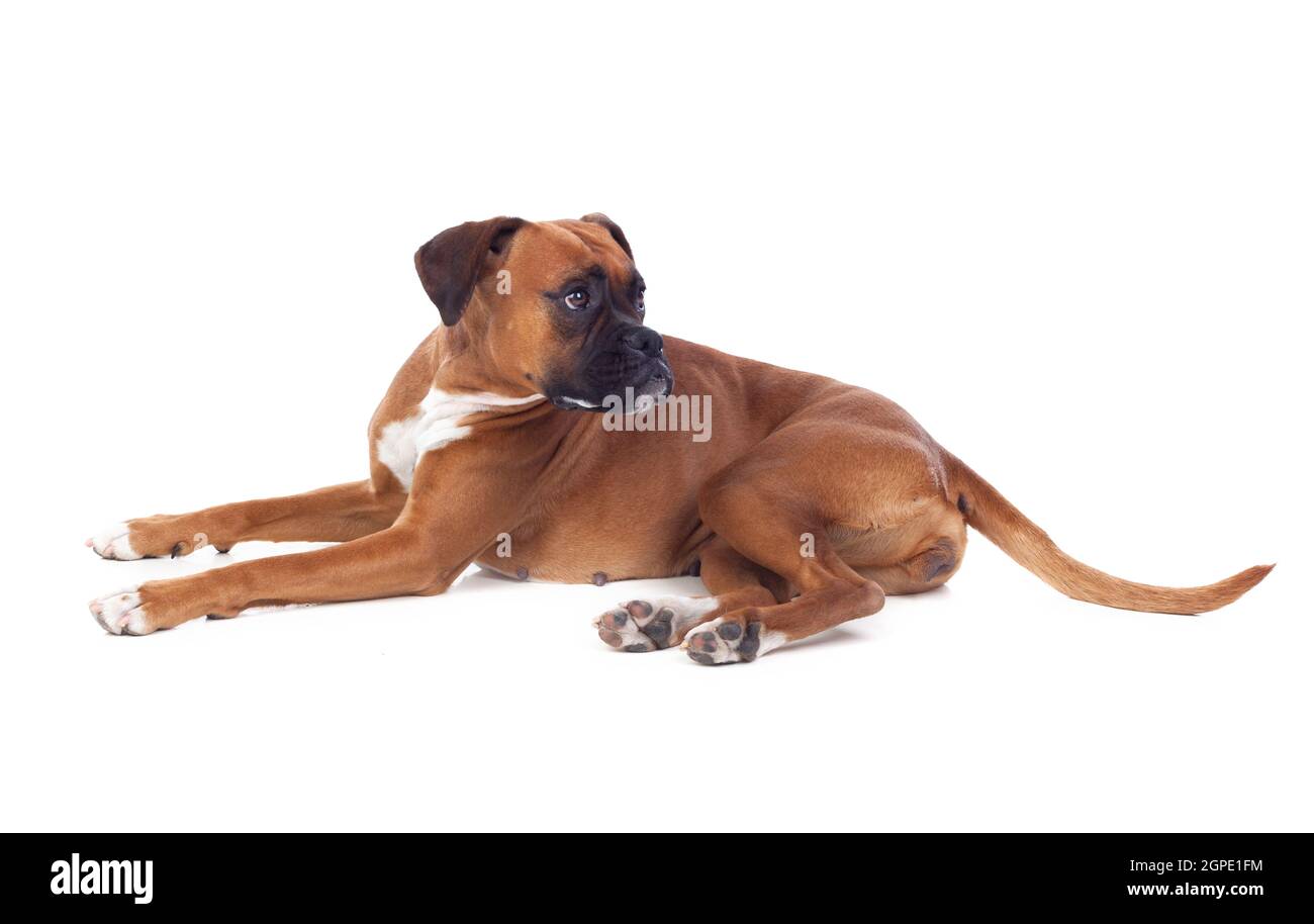Beautiful boxer dog isolated on a white background Stock Photo - Alamy