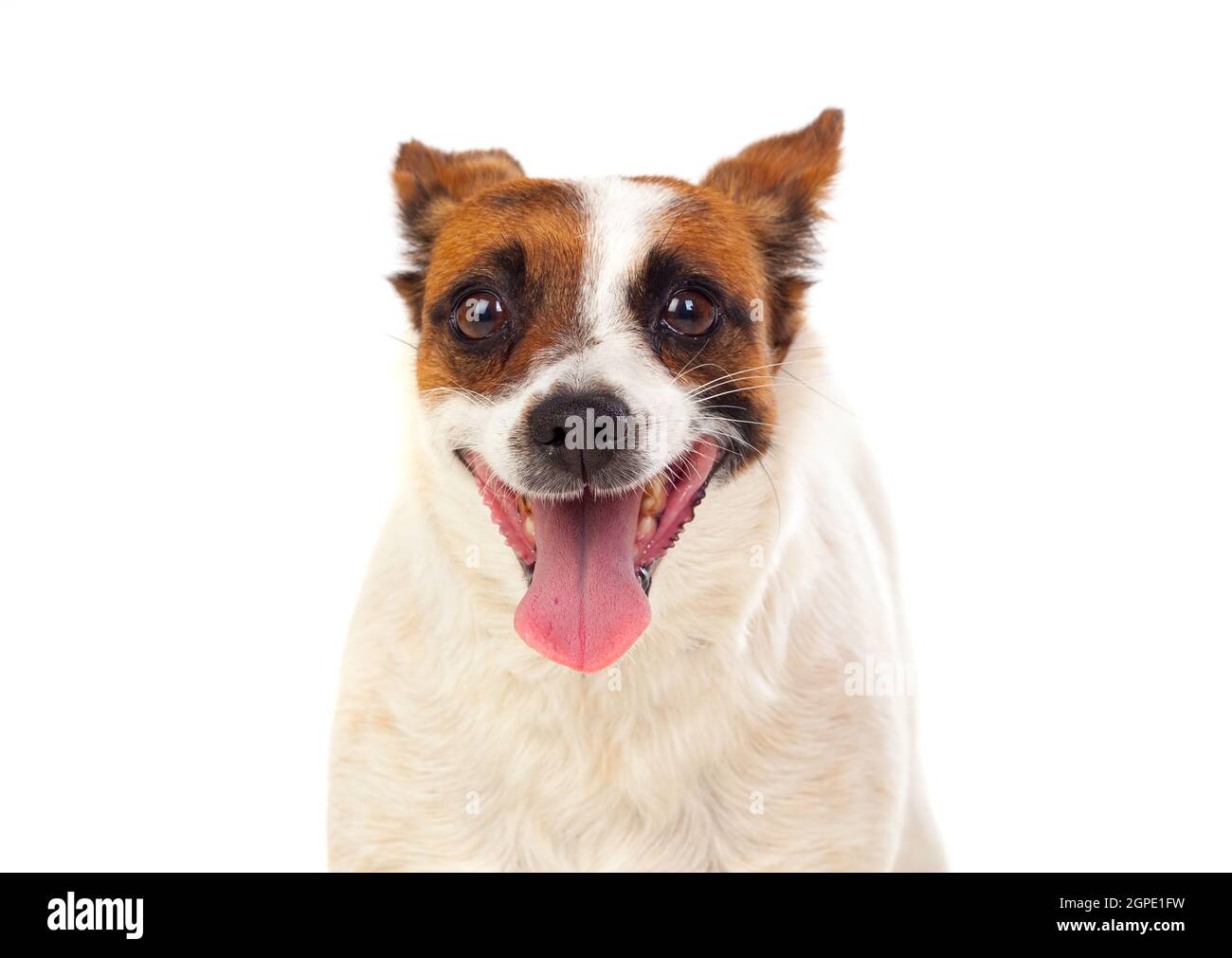 Beautiful small dog isolated on a white background Stock Photo - Alamy
