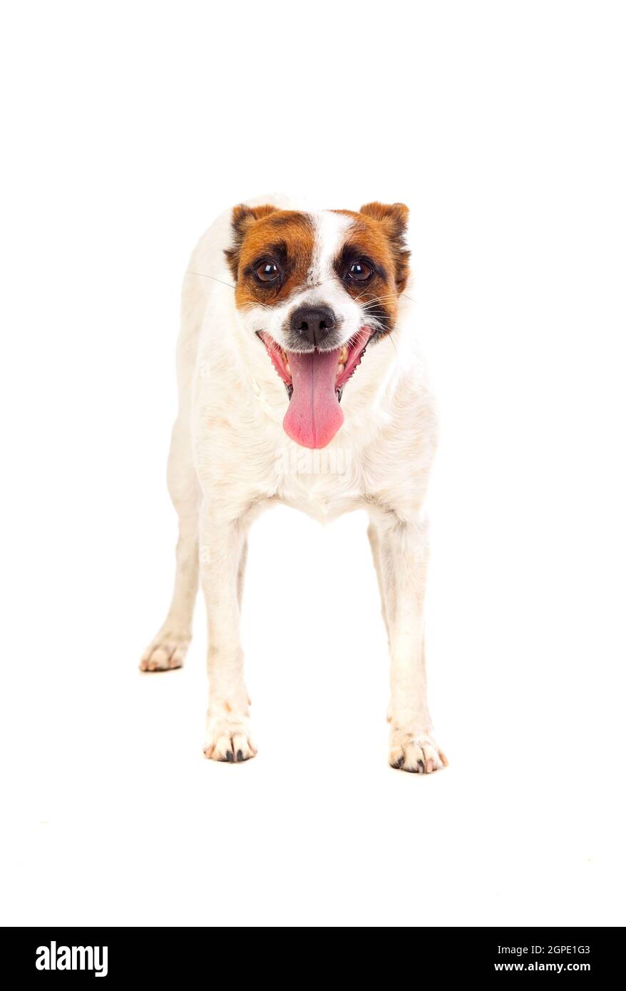 Beautiful small dog isolated on a white background Stock Photo - Alamy