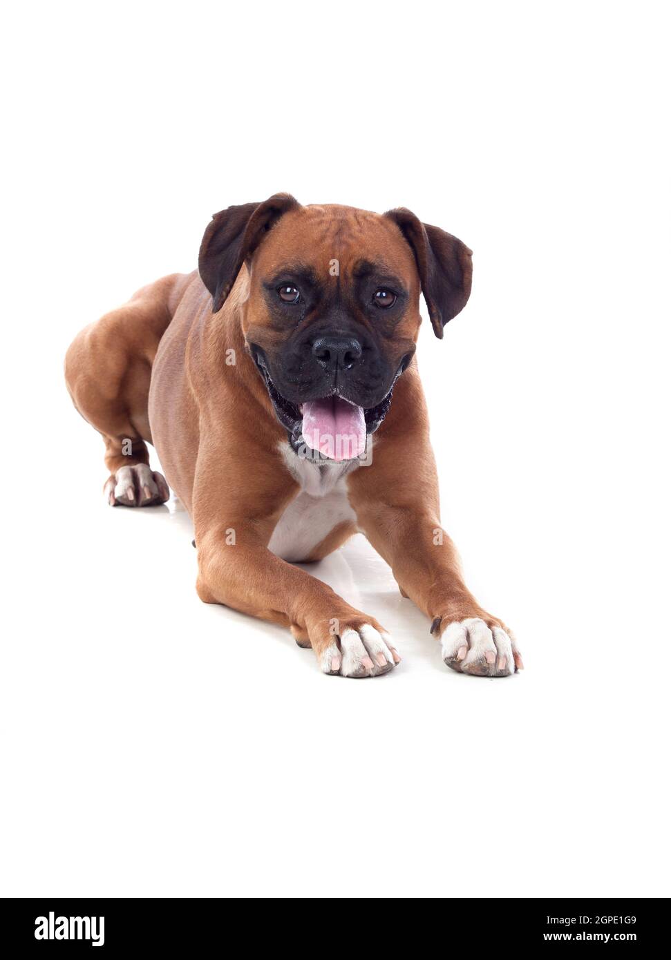 Beautiful boxer dog isolated on a white background Stock Photo - Alamy