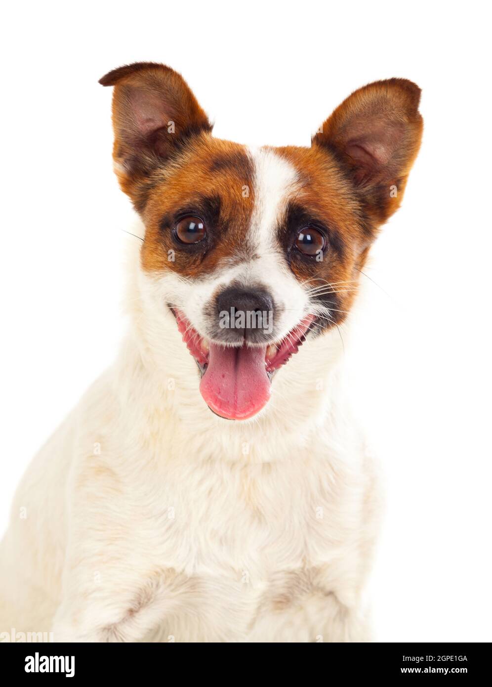 Beautiful small dog isolated on a white background Stock Photo - Alamy