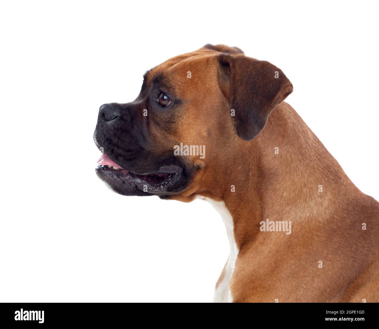 Beautiful boxer dog isolated on a white background Stock Photo - Alamy