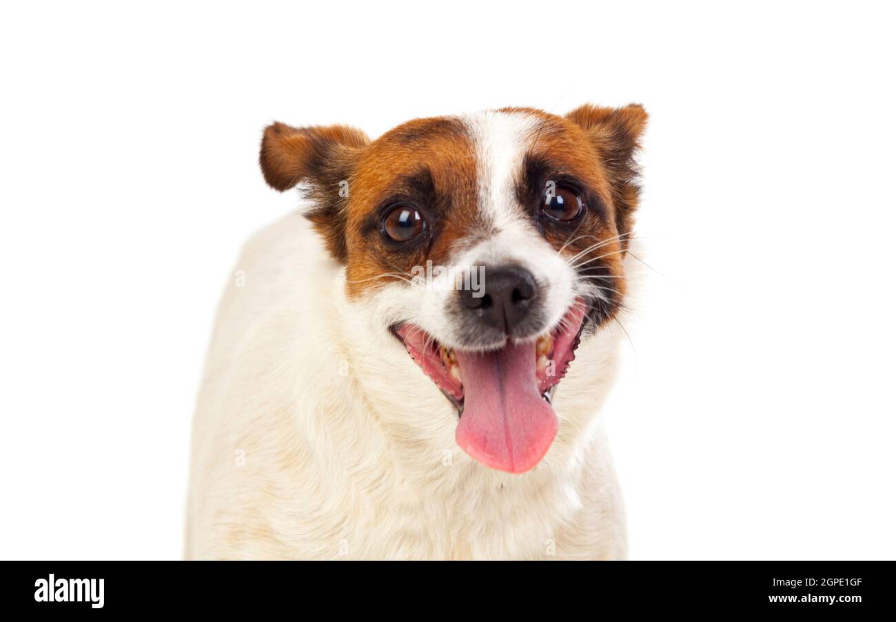 Beautiful small dog isolated on a white background Stock Photo - Alamy