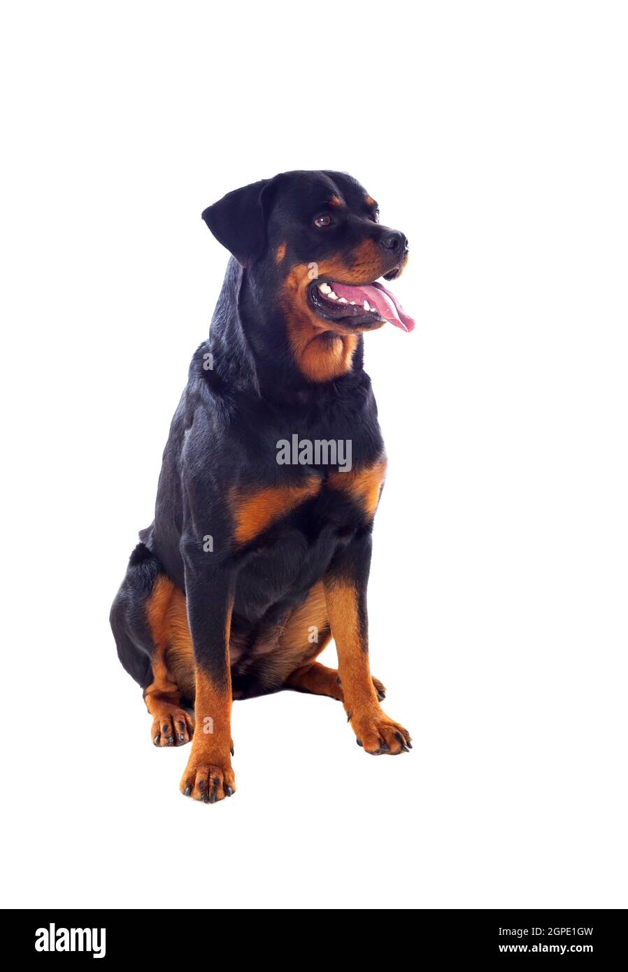 Adult Rottweiler dog isolated on a white background Stock Photo - Alamy