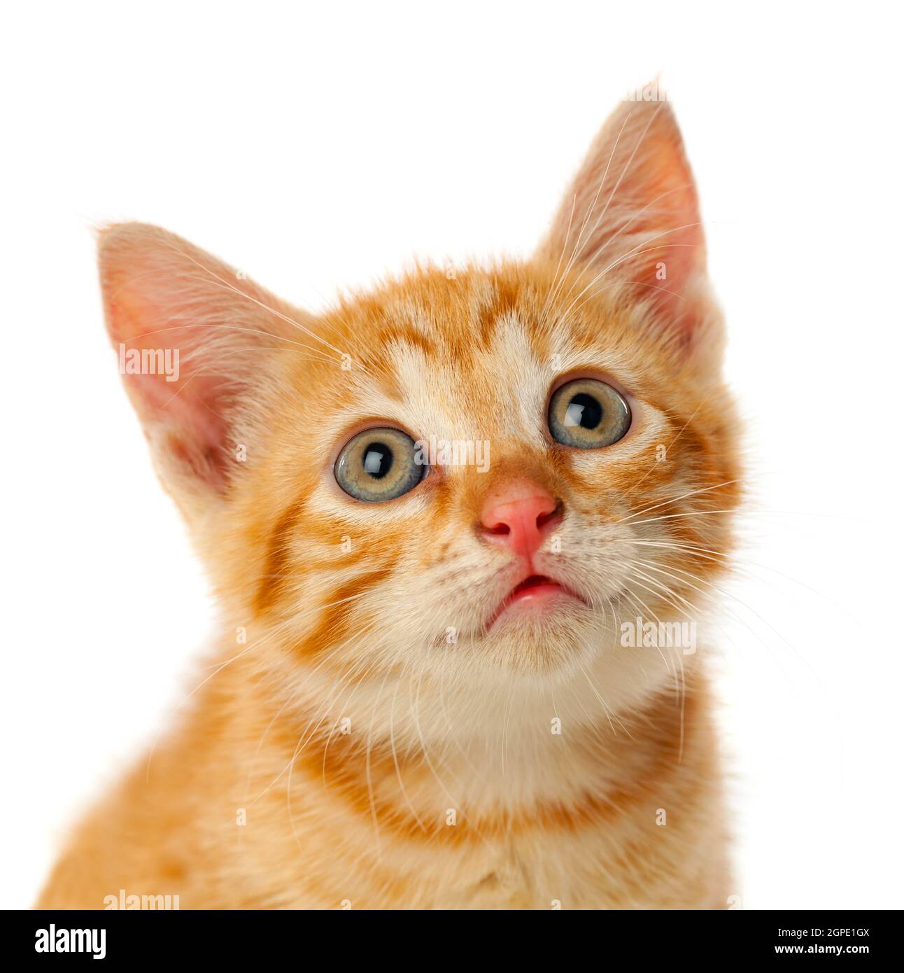 Pensive small red cat looking up isolated on a white background Stock ...