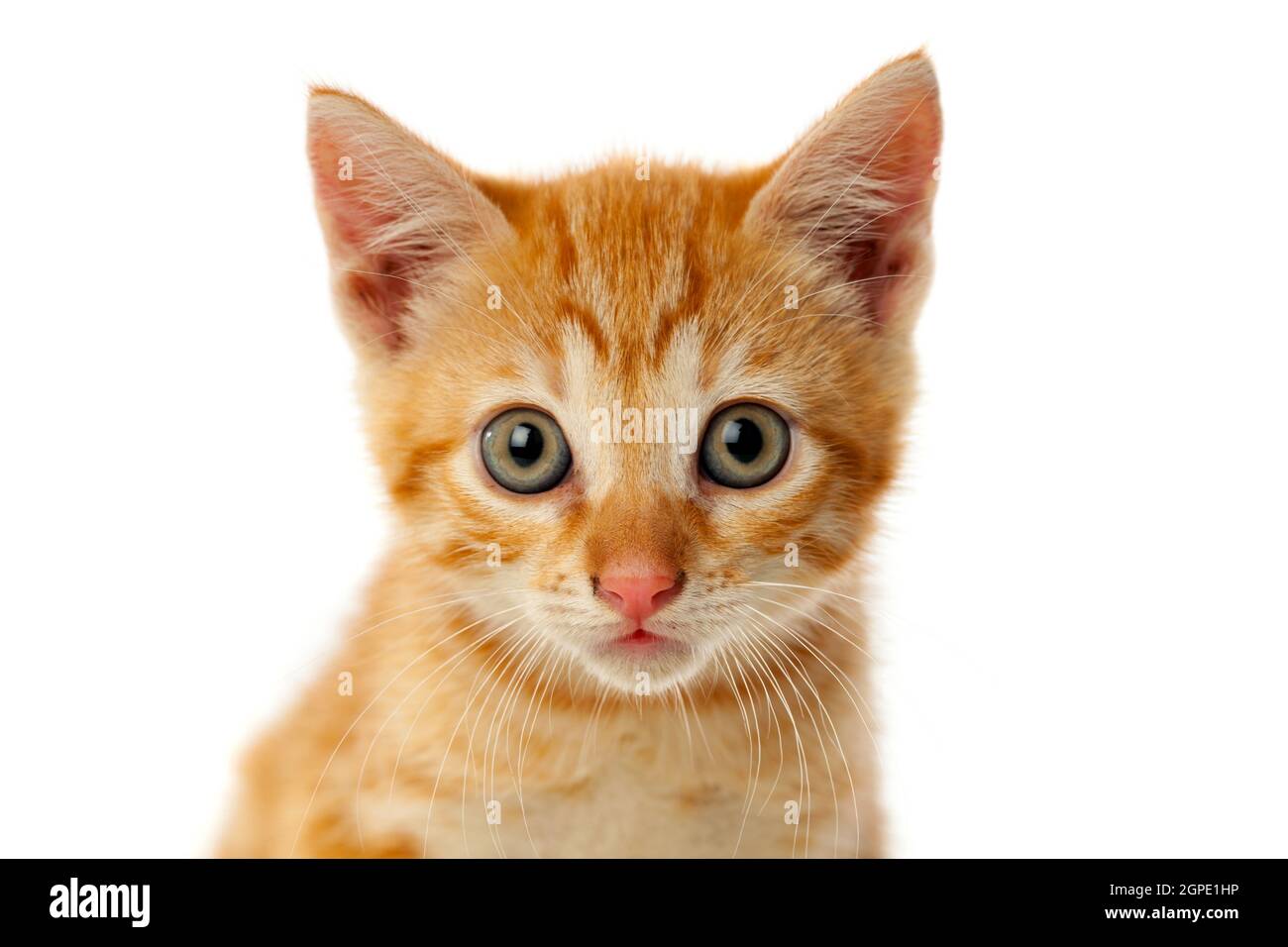 Tiger cub isolated on white hi-res stock photography and images - Alamy