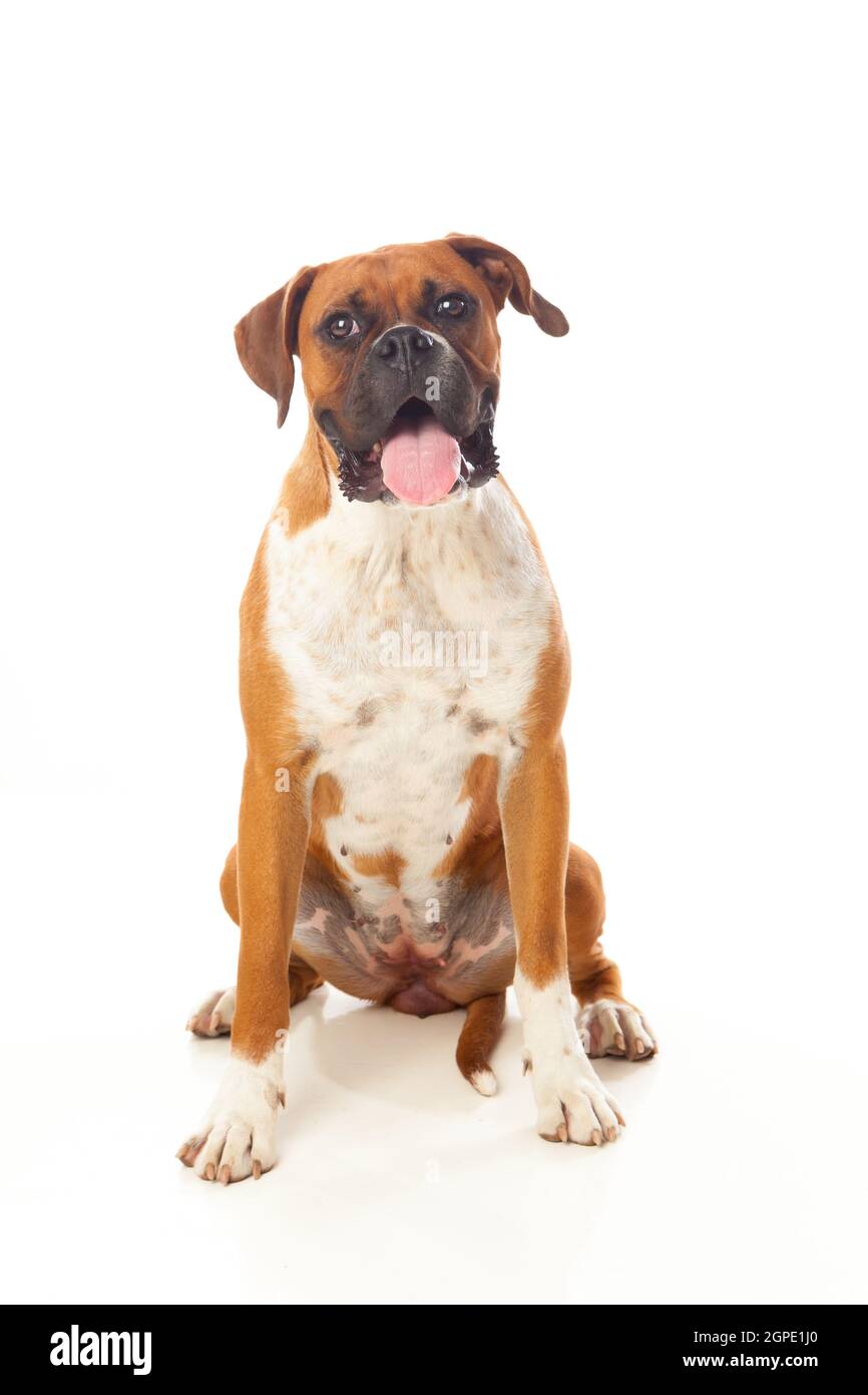 Beautiful boxer dog isolated on a white background Stock Photo - Alamy