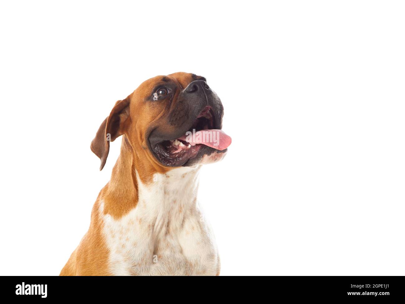 Beautiful brown boxer dog isolated on a white background Stock Photo ...